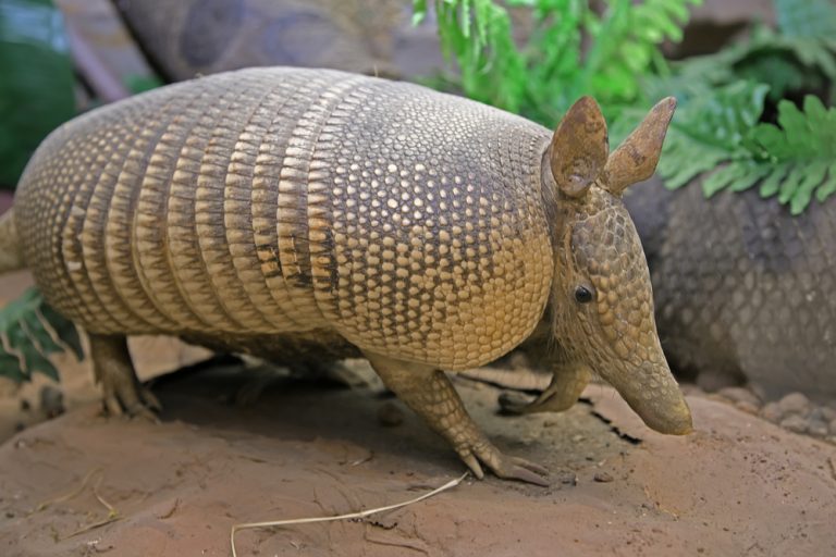 Island Pest Control | Do Armadillos Hibernate in the Winter? Learn Some Interesting Facts.